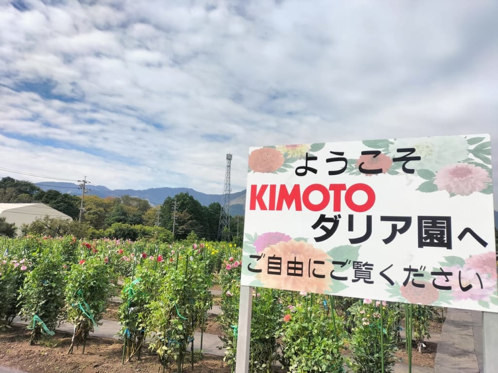 【いなべ市】2023年9月26日(火)～『KIMOTOダリア園』がオープン♪約70種、3300本ものダリアがお出迎え♪ | 号外NET 桑名市・いなべ市